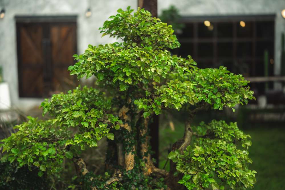 Mastering Boxwood Bonsai Styling: Shape, Prune, Wire Like a Pro