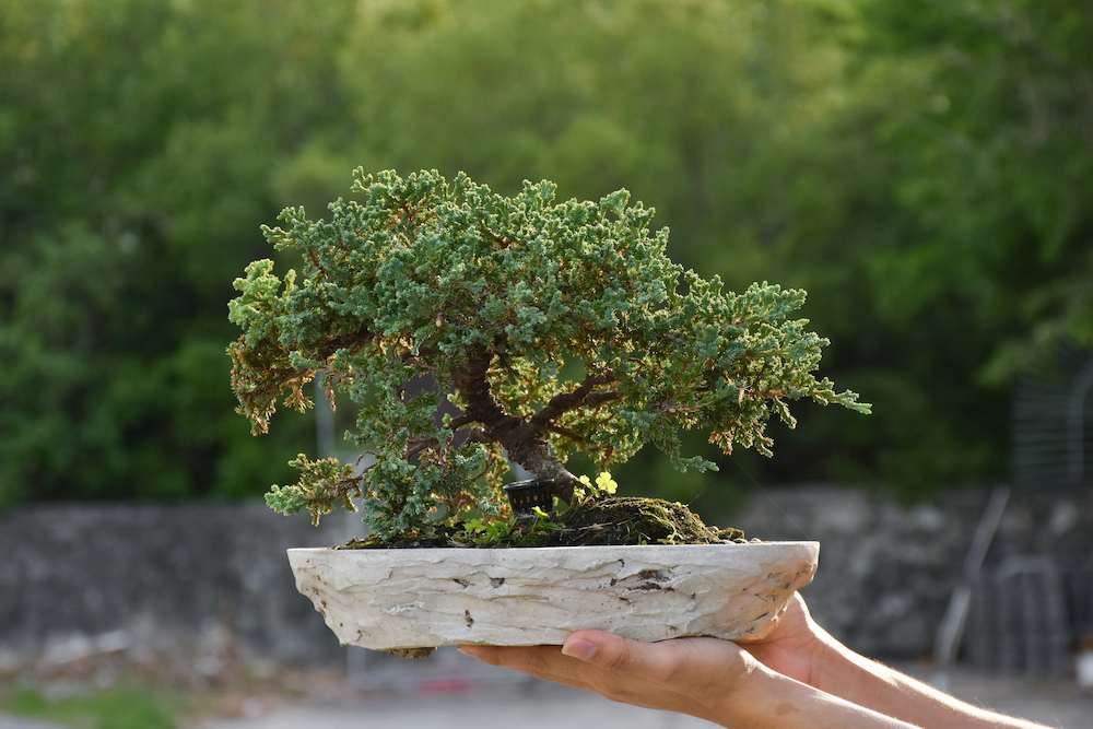 How to Make Your Bonsai Tree Grow Faster