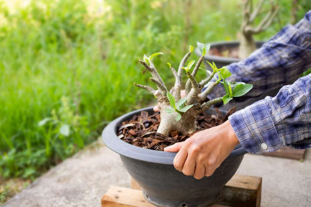 Essential Bonsai Tools for Beginners